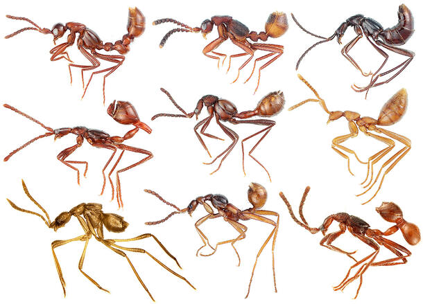Ant Mimicry in Beetles Evolved Repeatedly | AMNH