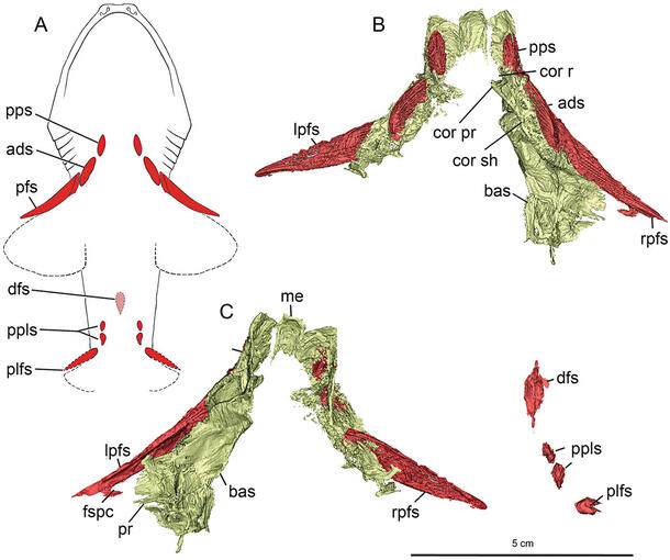 New Study Confirms Sharks' Ancient Ancestors | AMNH