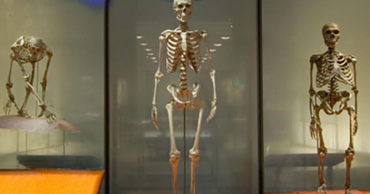 When Did Human Feet Adapt for Walking? | AMNH