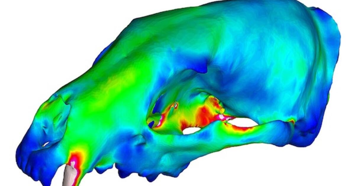 Carnivora Skull Shape and Its Influences | AMNH