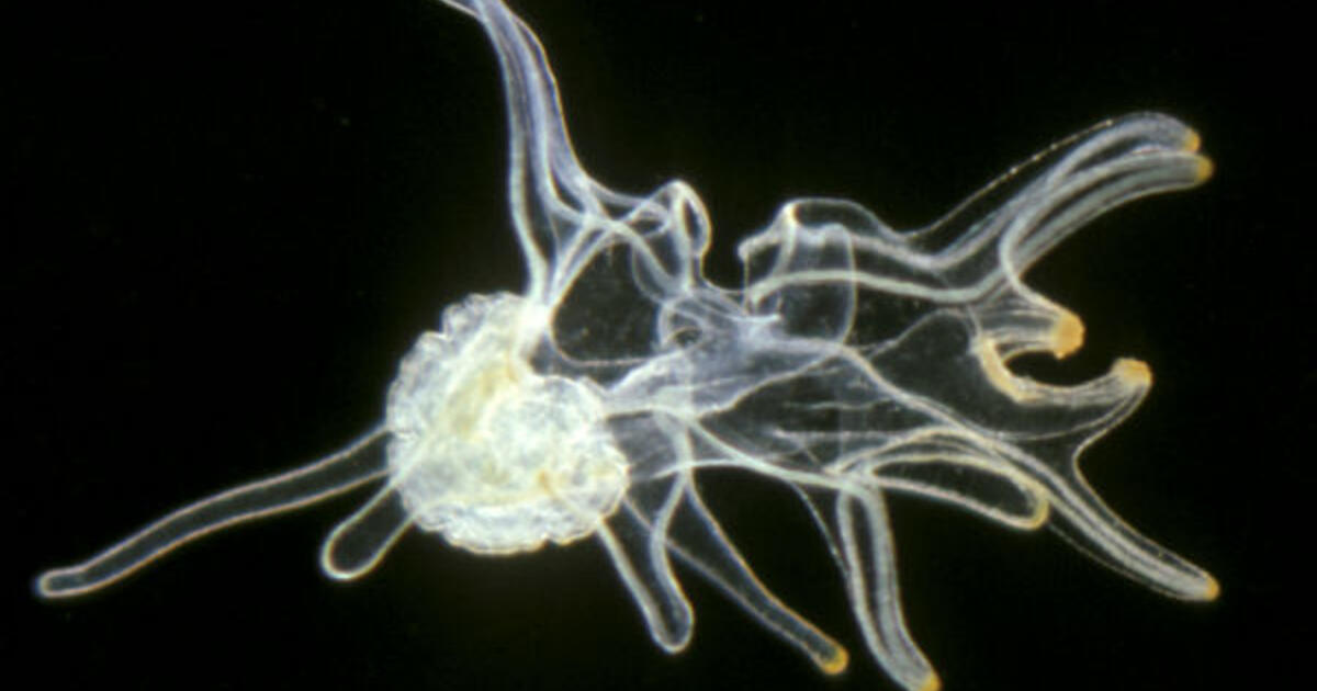 Most of the Oceans’ Fishes are Part-Time Plankton | AMNH