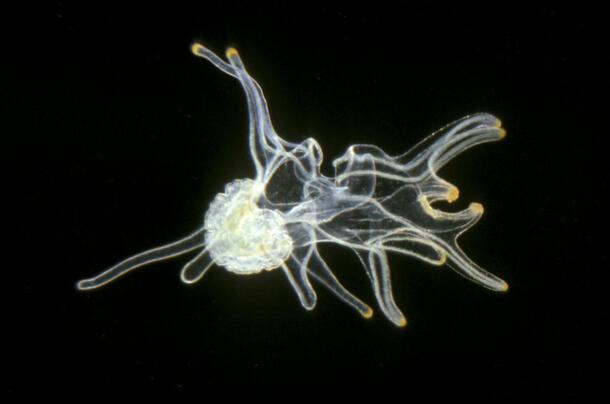 Most Ocean Fishes Are Part-Time Plankton | AMNH