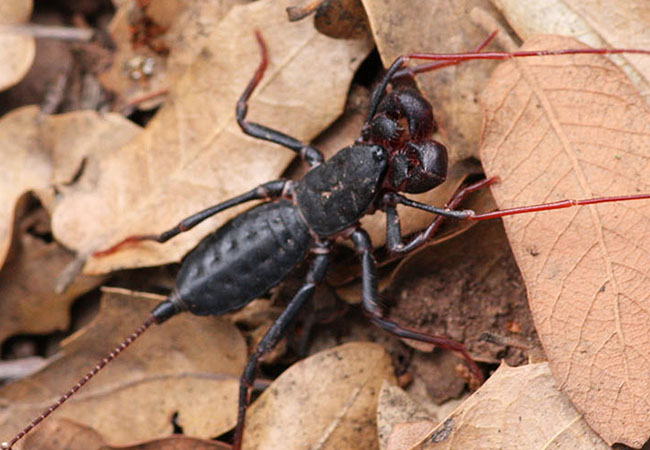 Crickets are the most metal insect lol they're just solid black ...