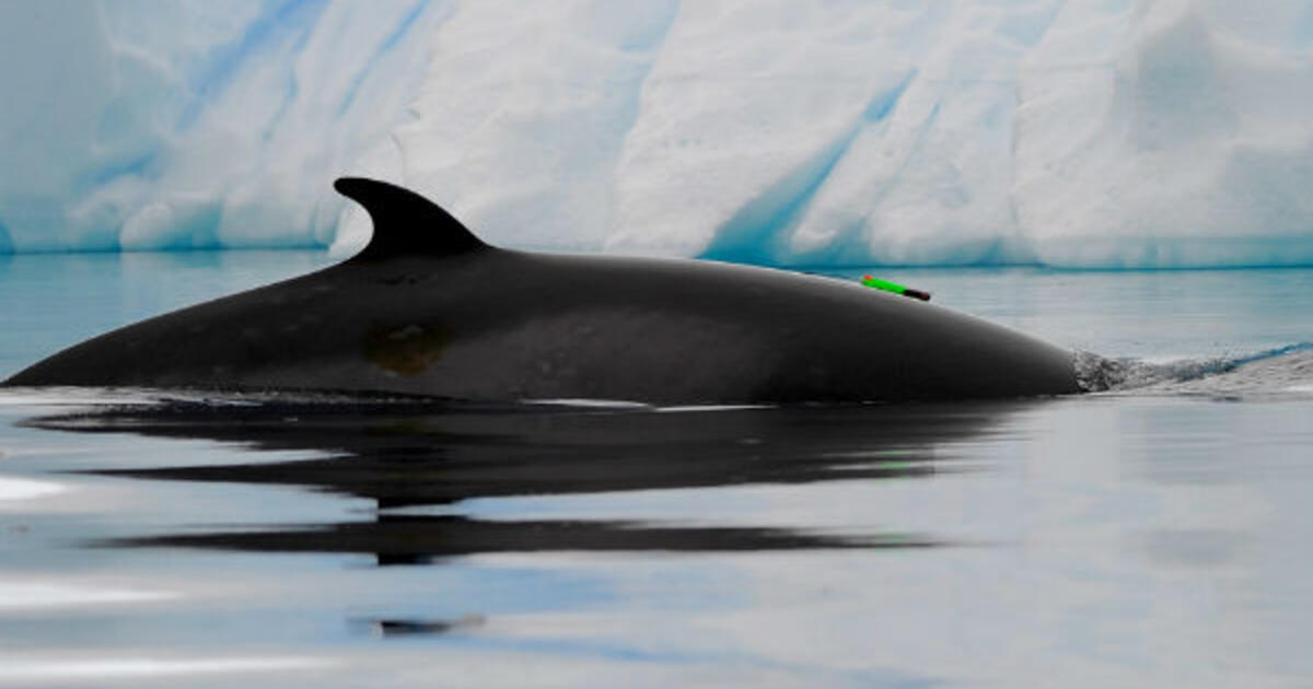 What Do Whales Do All Day? New Tracking Tech | AMNH