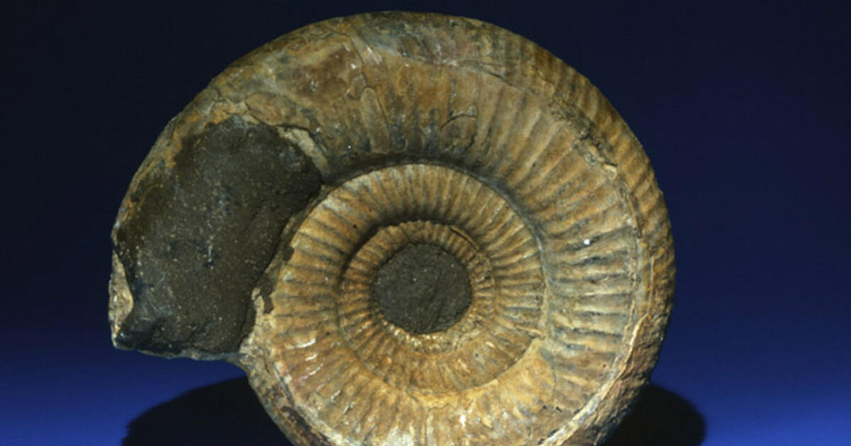 Ammonites From Antarctica: A Rich Fossil Site | AMNH