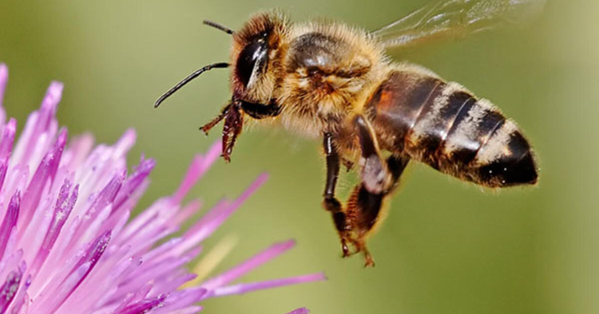 Decoding the Honey Bee’s Waggle Dance | AMNH