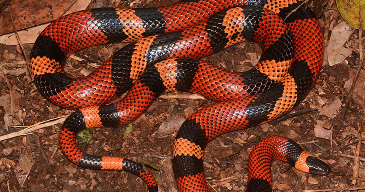 Milk Snake Colors