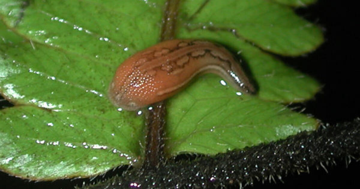 Leeches' Blood Meals: Records of Local Inhabitants | AMNH