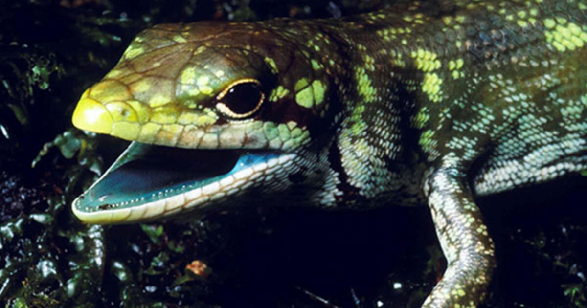 green blooded skinks