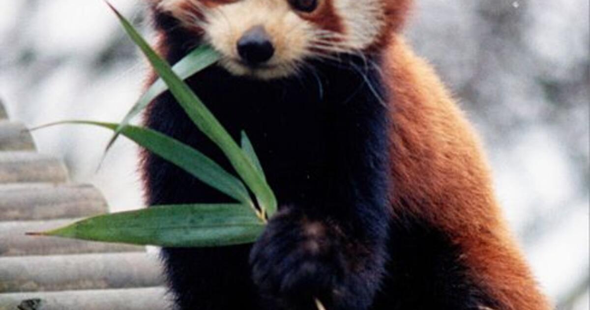 vicious red panda