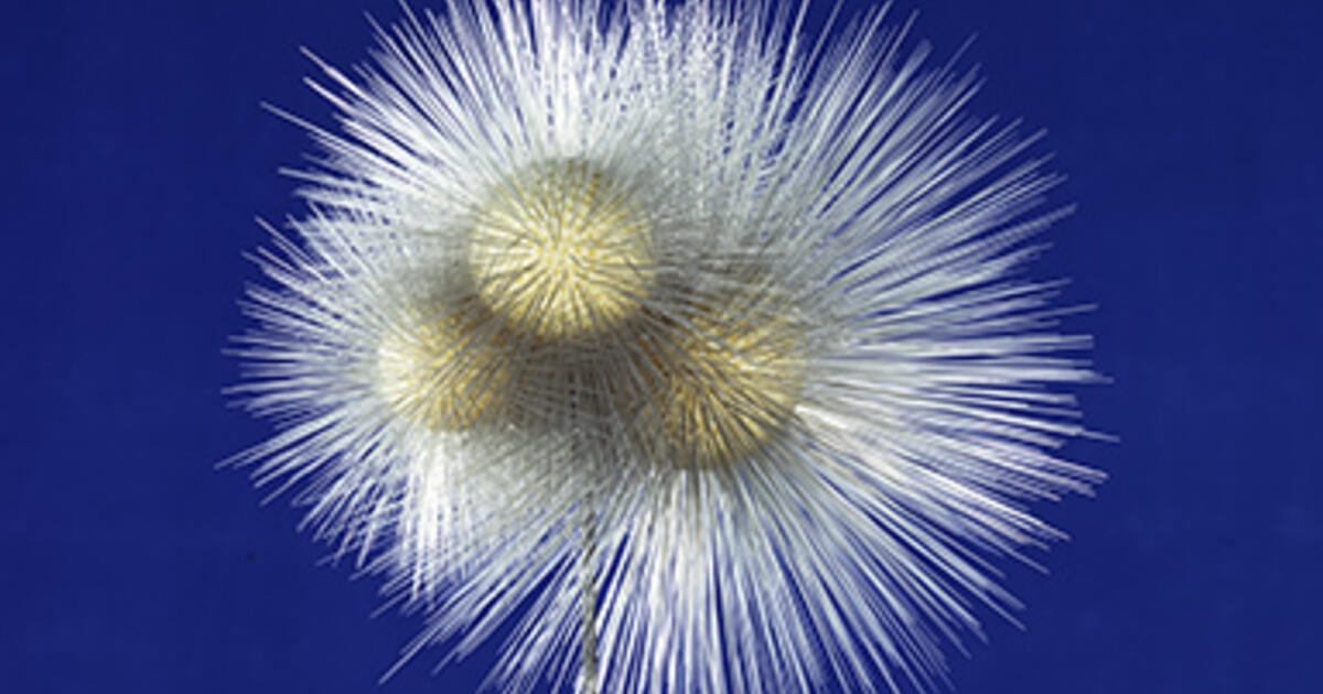 Forams 101: Microscopic Marvels | AMNH