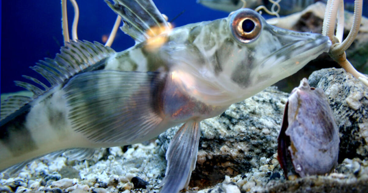 Cold-Blooded and Clear-Blooded Animals | AMNH