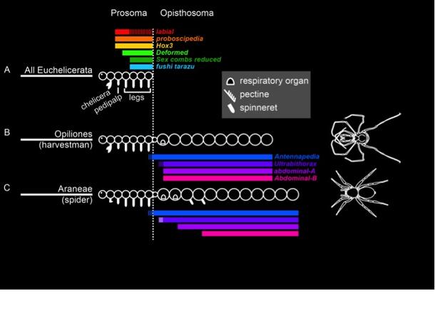 How Scorpion Tails Are Patterned: New Findings | AMNH