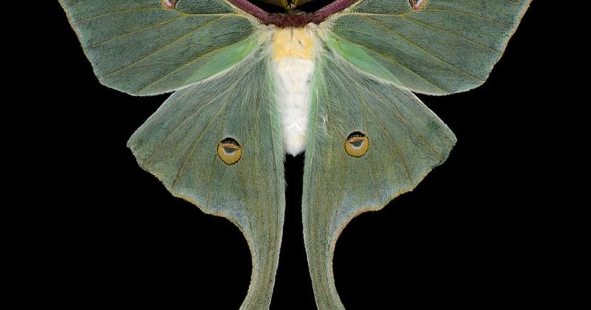 Moths Photo Exhibition: Hidden Beauty | AMNH