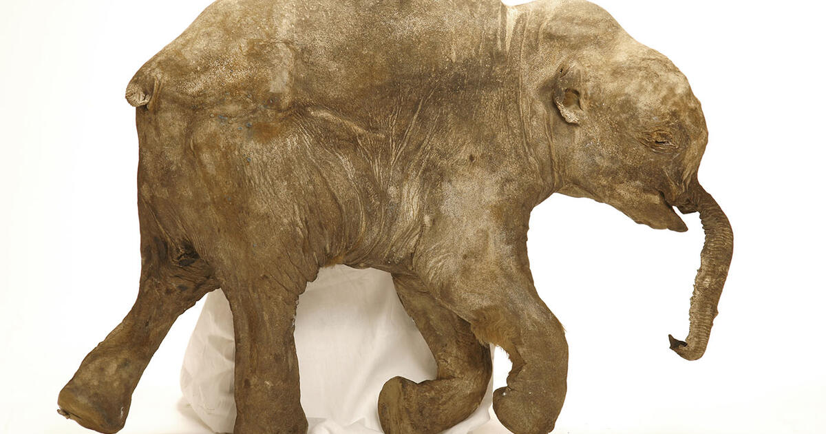 Mammoth Frozen In Ice