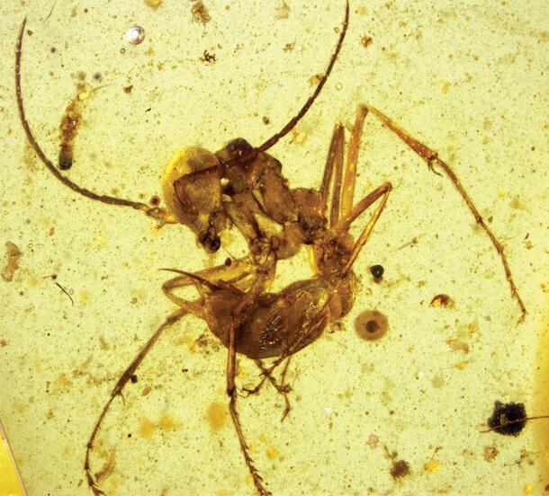 Analyzing Extinct Ants in Amber | AMNH