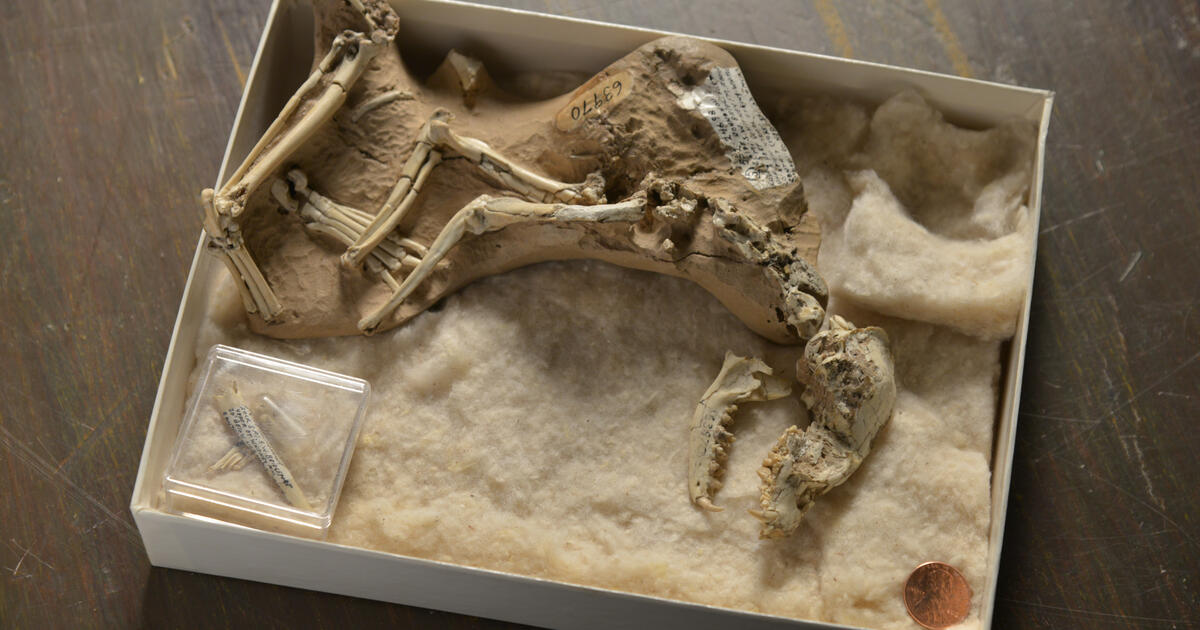 How Dogs Evolved with Climate Change | AMNH