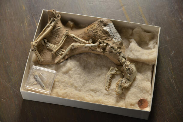 How Dogs Evolved with Climate Change | AMNH