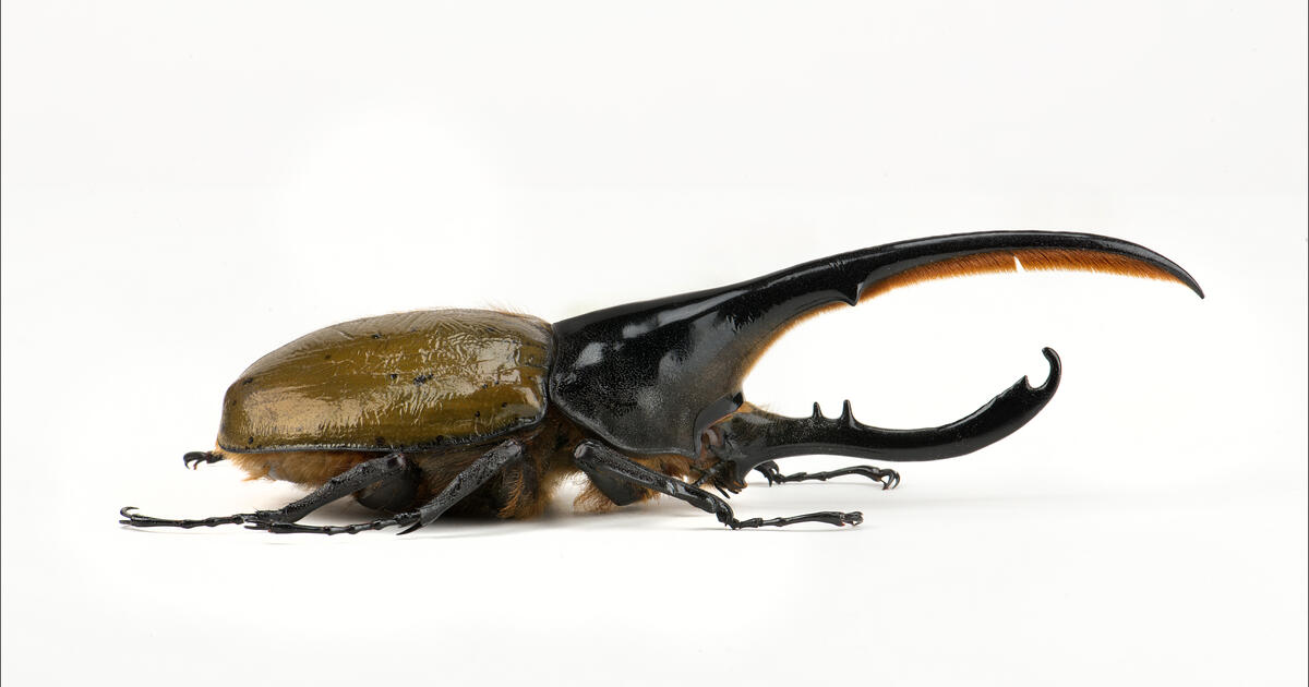 do hercules beetles bite