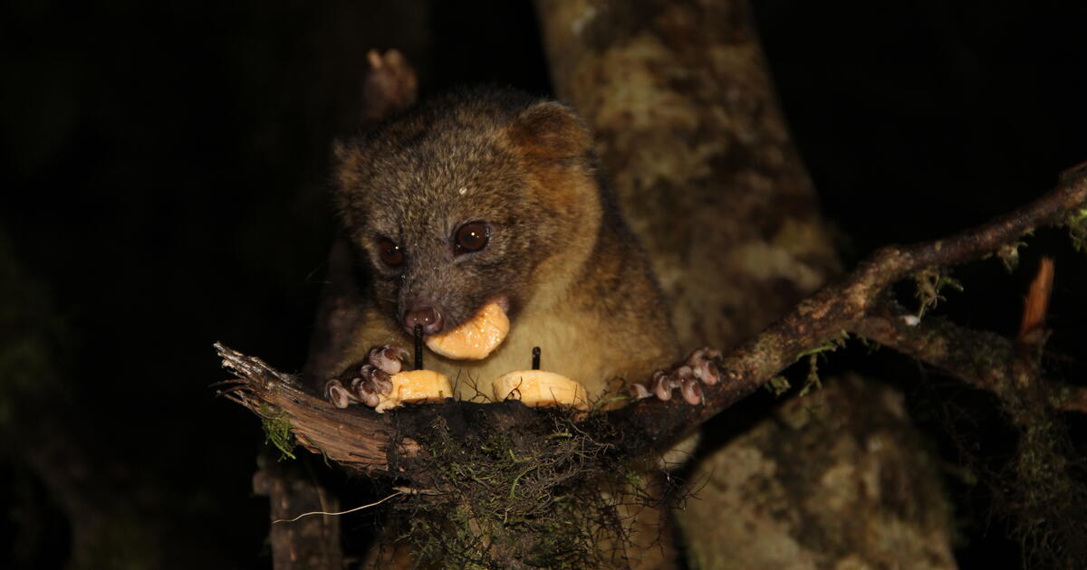 Five Facts About the Olinguito | AMNH