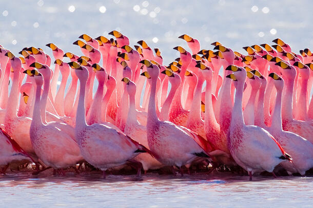 Flamingo Census: Counting Birds in South America | AMNH