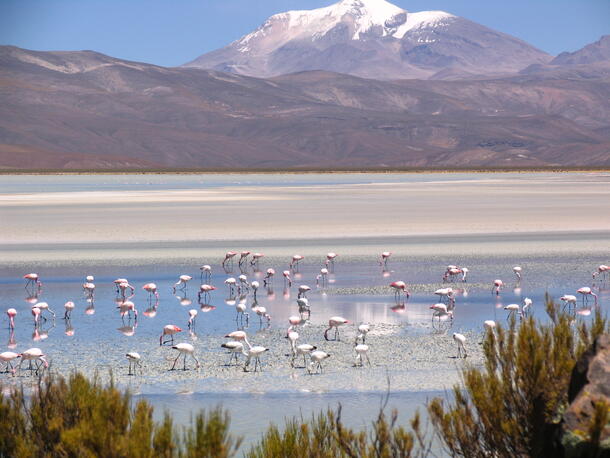 Flamingo Census: Counting Birds in South America | AMNH