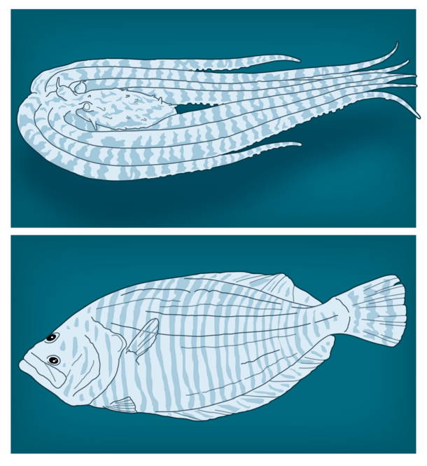 mimic octopus flatfish