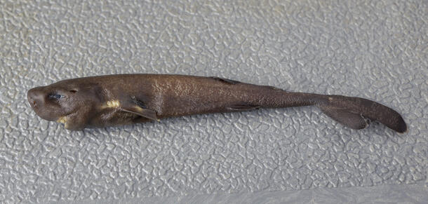Digital Analysis of the Rare Pocket Shark | AMNH