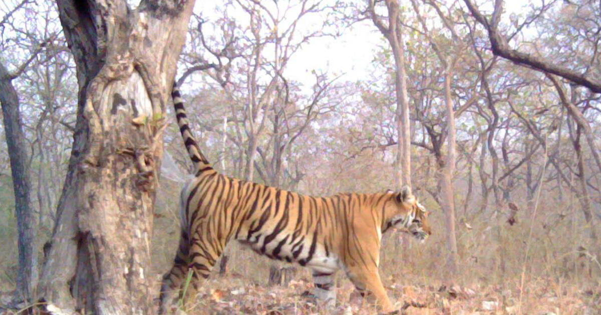 Urine Sprays Track Wild Tigers | AMNH