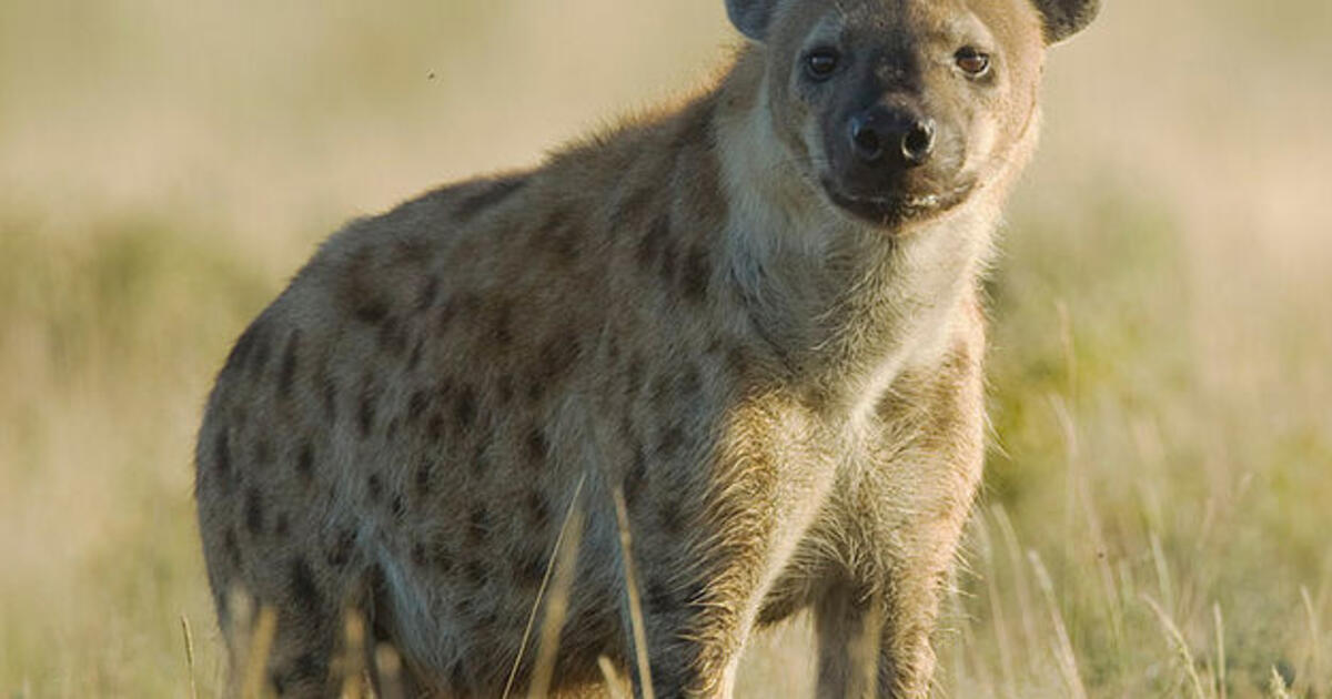 Hyenas' Bite Force vs. Dogs': Z. Jack Tseng's Thesis | AMNH