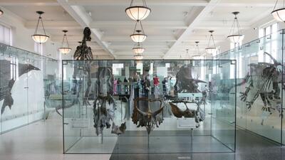 Know Your Ornithischian Dinosaurs | AMNH