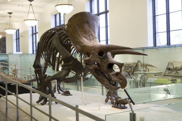 Know Your Ornithischian Dinosaurs | AMNH