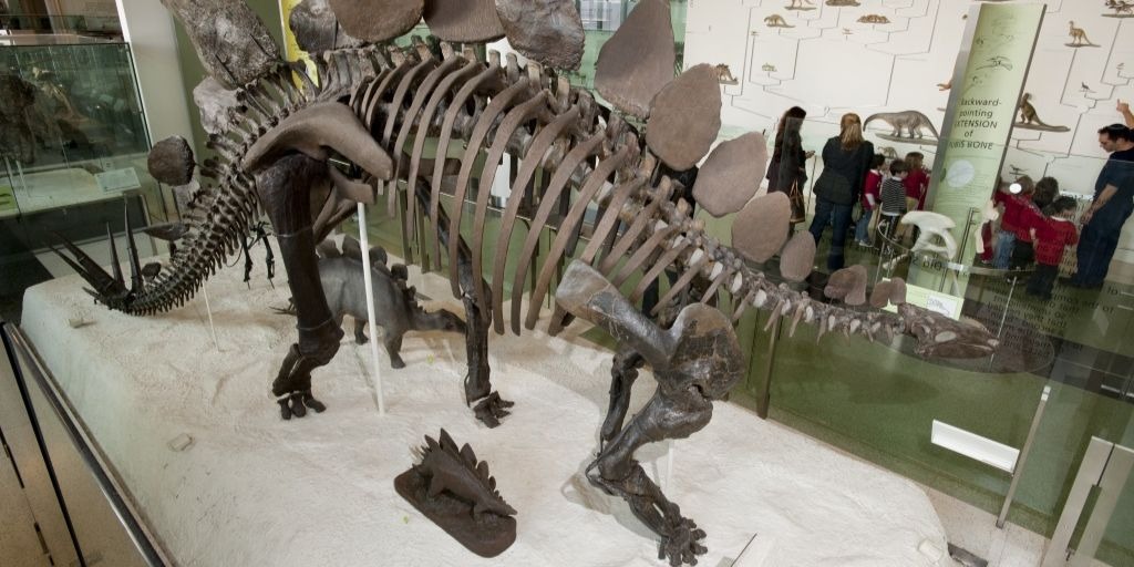 Know Your Ornithischian Dinosaurs | AMNH