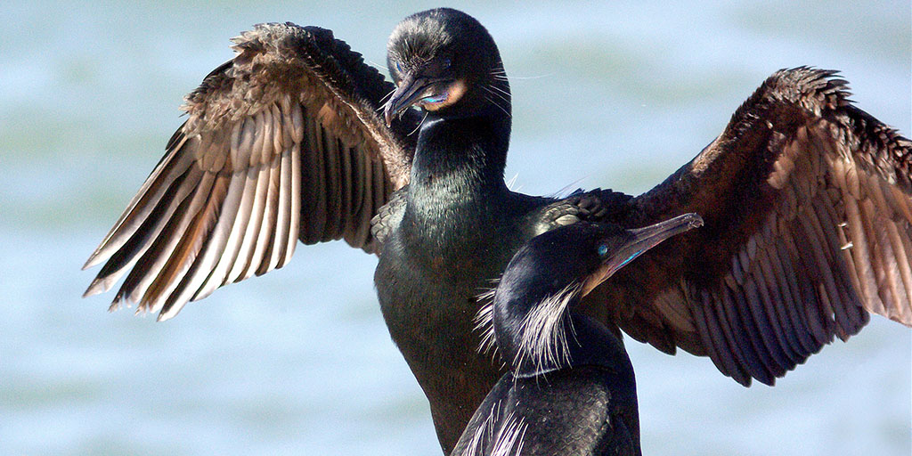 How Flight Shaped Dinosaur Brain Evolution | AMNH