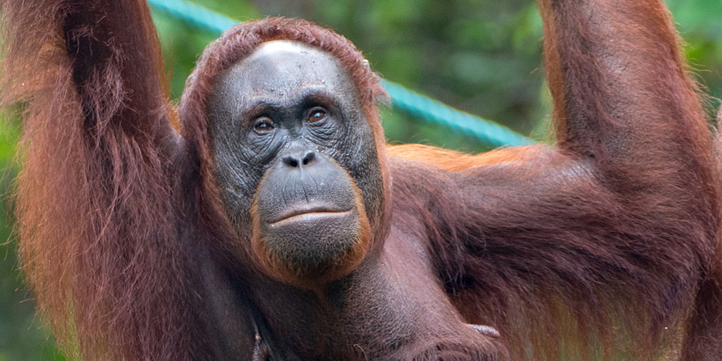 Varied Skull Shapes and Ape Genetic History | AMNH