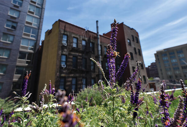 Helping Urban Bees Stay Healthy | AMNH