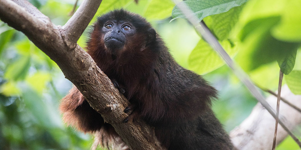 Ancient DNA Study Reveals Origin of Extinct Jamaican Monkey | AMNH