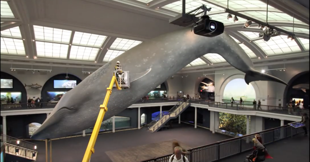 Blue Whale Model Undergoes Annual Cleaning | AMNH
