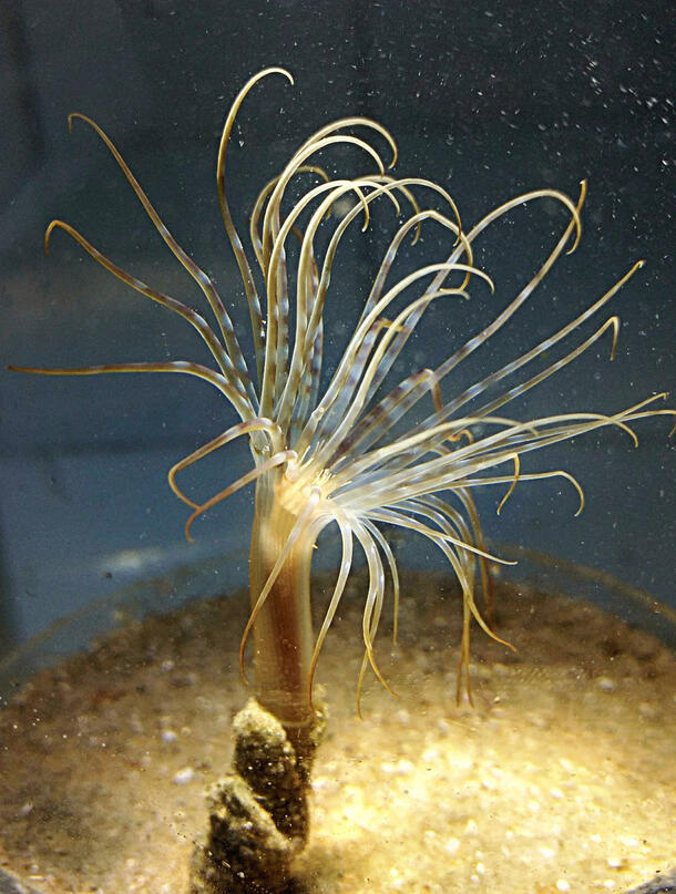 Mitogenome Studies of Tube Anemones | AMNH
