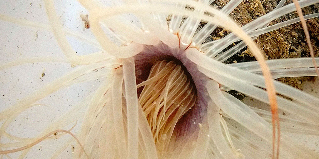 Mitogenome Studies of Tube Anemones | AMNH