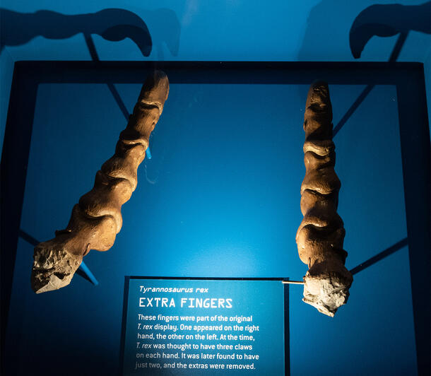 How T. rex Lost Its Third Claw | AMNH