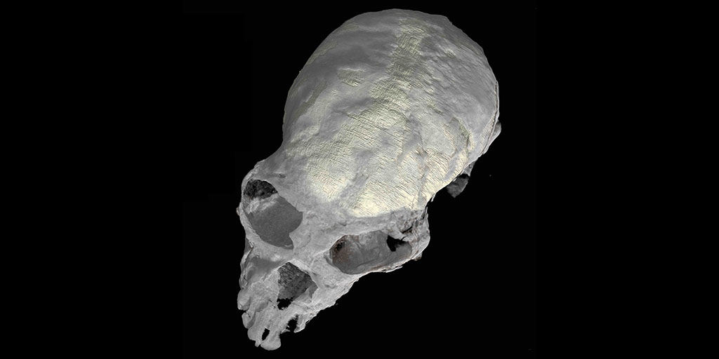 old world monkey skull