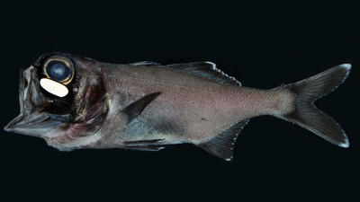 Flashlight Fish Glow to School in Darkness | AMNH
