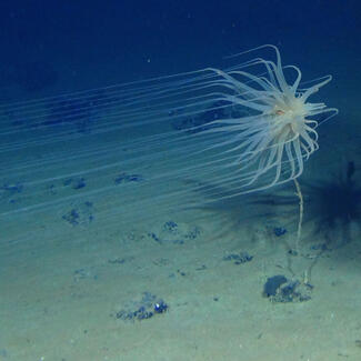 Cambrian Marine Fossil Discoveries | AMNH