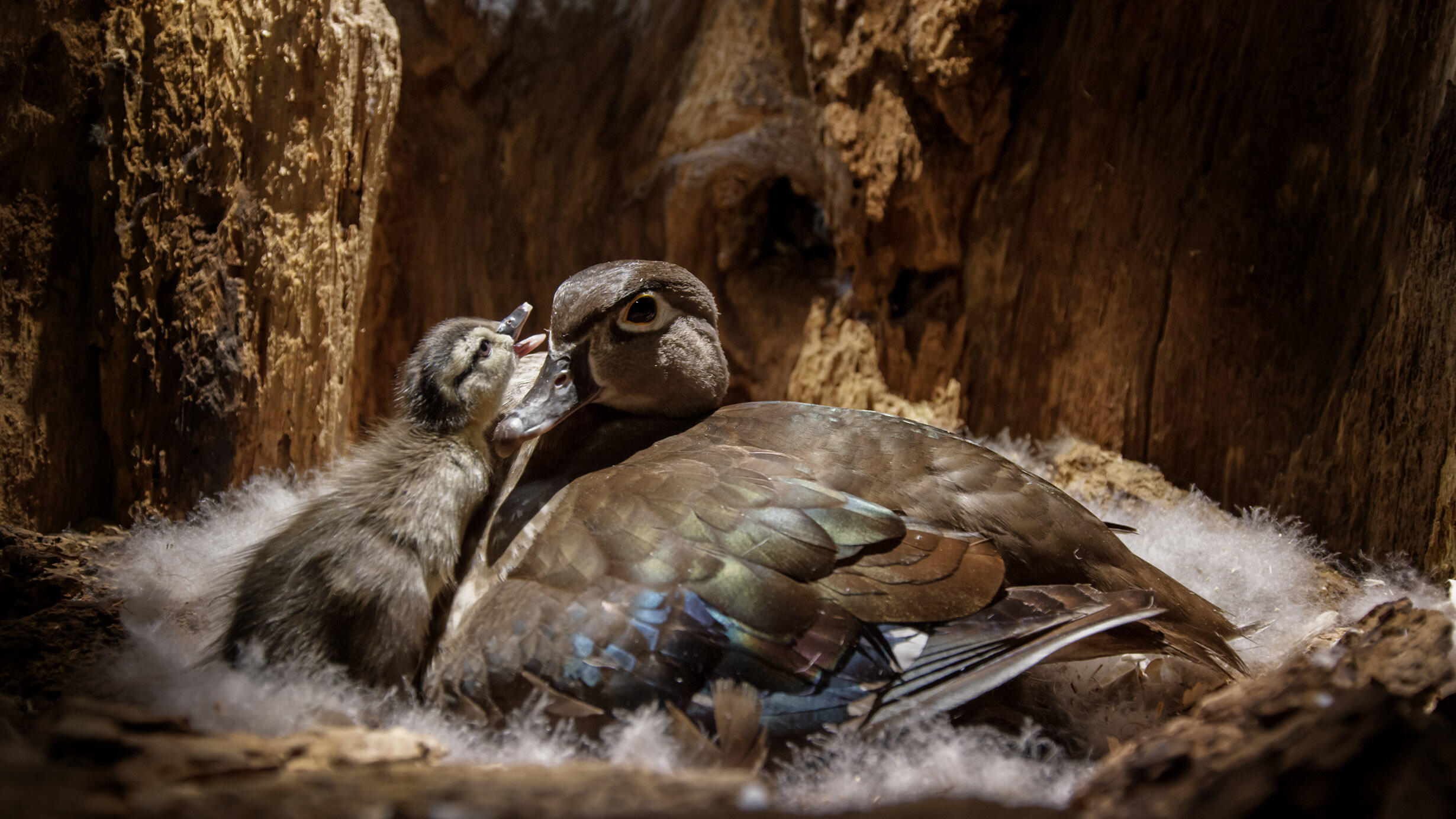 wood ducks nesting