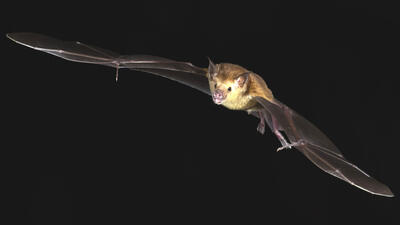 Parasitic Flies and Bahamian Bats | AMNH