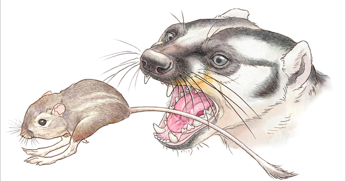 Extinct Weasel Relative of American Badger | AMNH