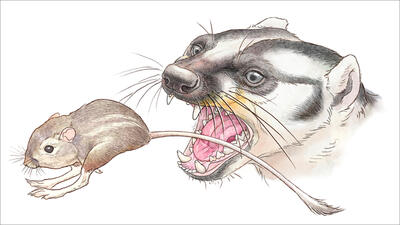 Extinct Weasel Relative of American Badger | AMNH