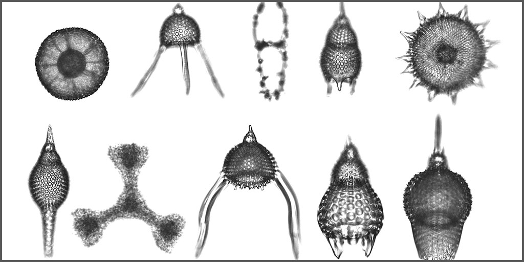 Radiolarians Under Microscope