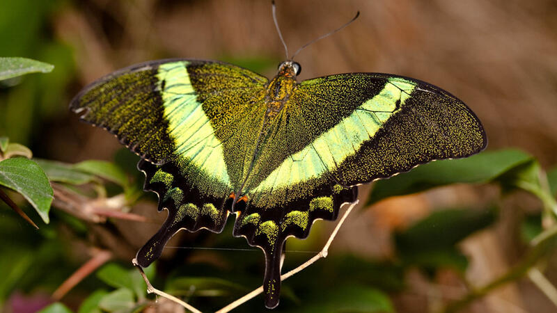 Emerald Swallowtail Butterfly Color Change | AMNH